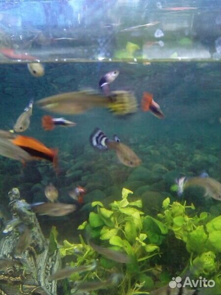 Ракушки Ампулярии, гуппи, тритон, черепаха