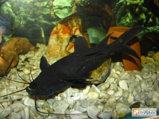 Редкий сом - черный багрус