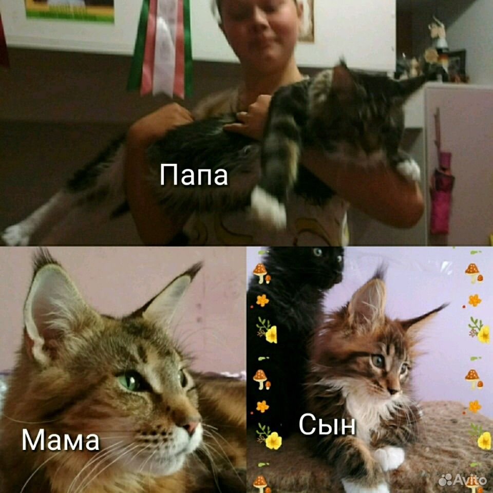 Мейн-кунятки остались кошечки