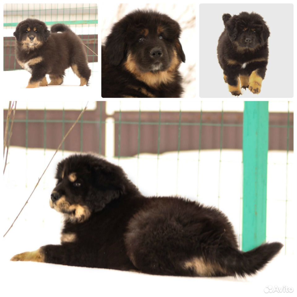 Тибетский мастиф щеночки