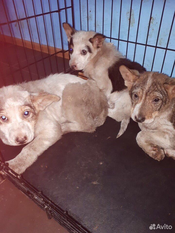 Эксклюзивные малыши в приюте