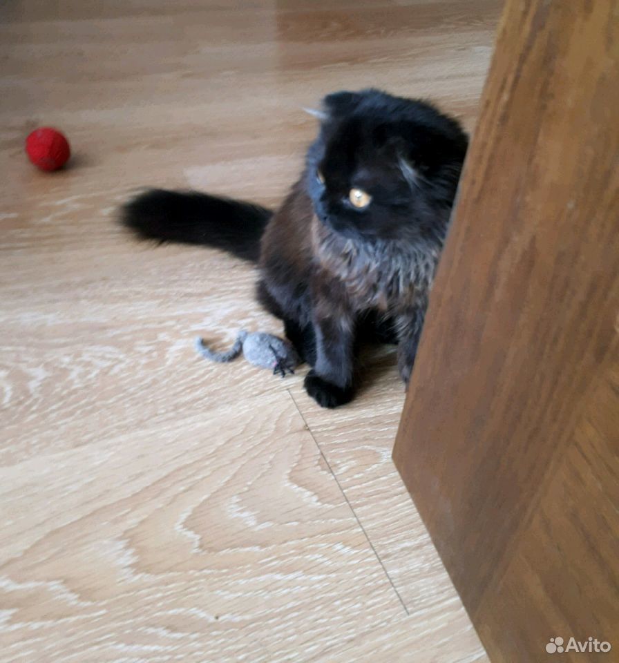 Шотландские котята