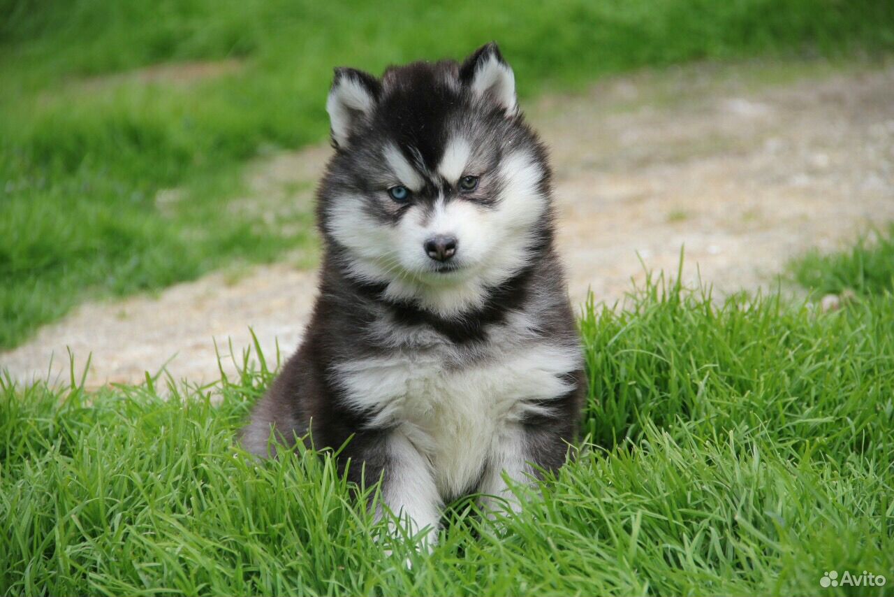 Сибирская хаски