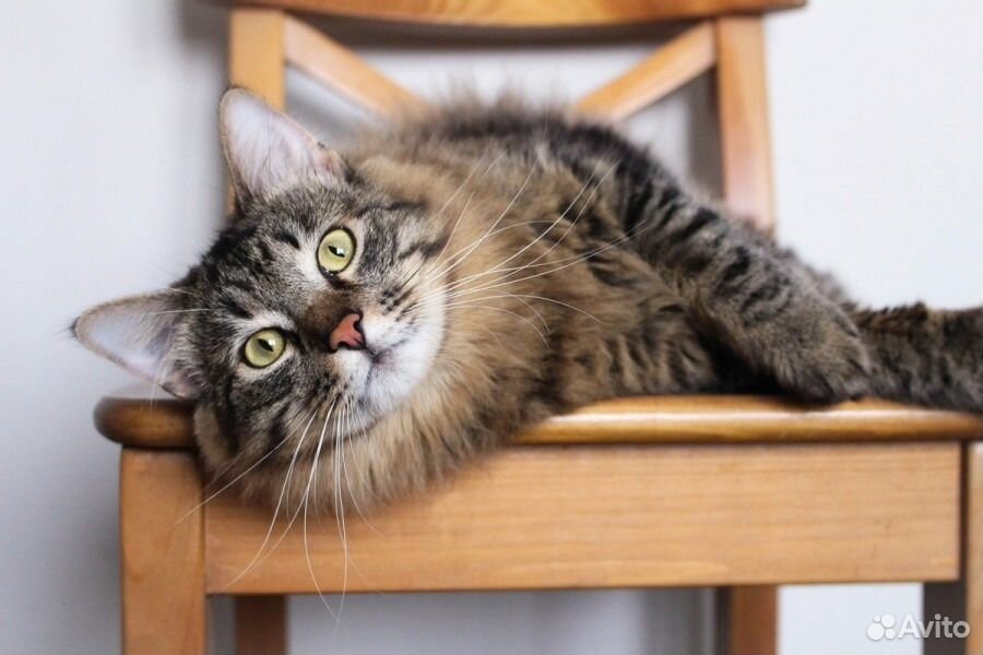 Шикарный сибиряк, молод, кастрирован