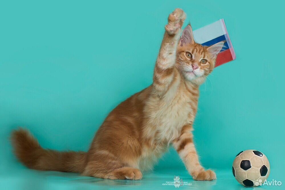 Мейн кун мальчик. Питомник Sheremy