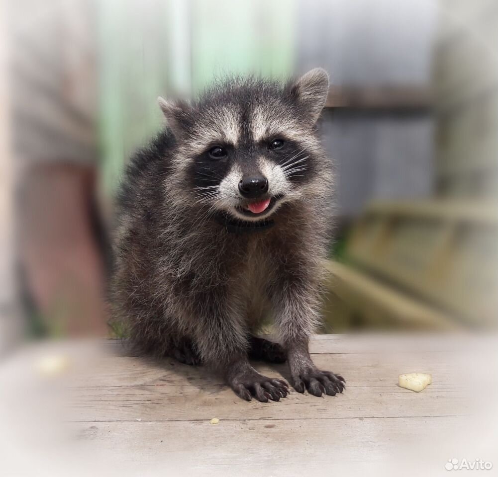 Енот-полоскун (самка)