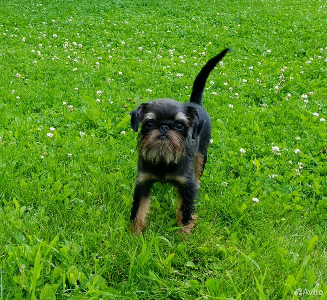 Девочка Бельгийка