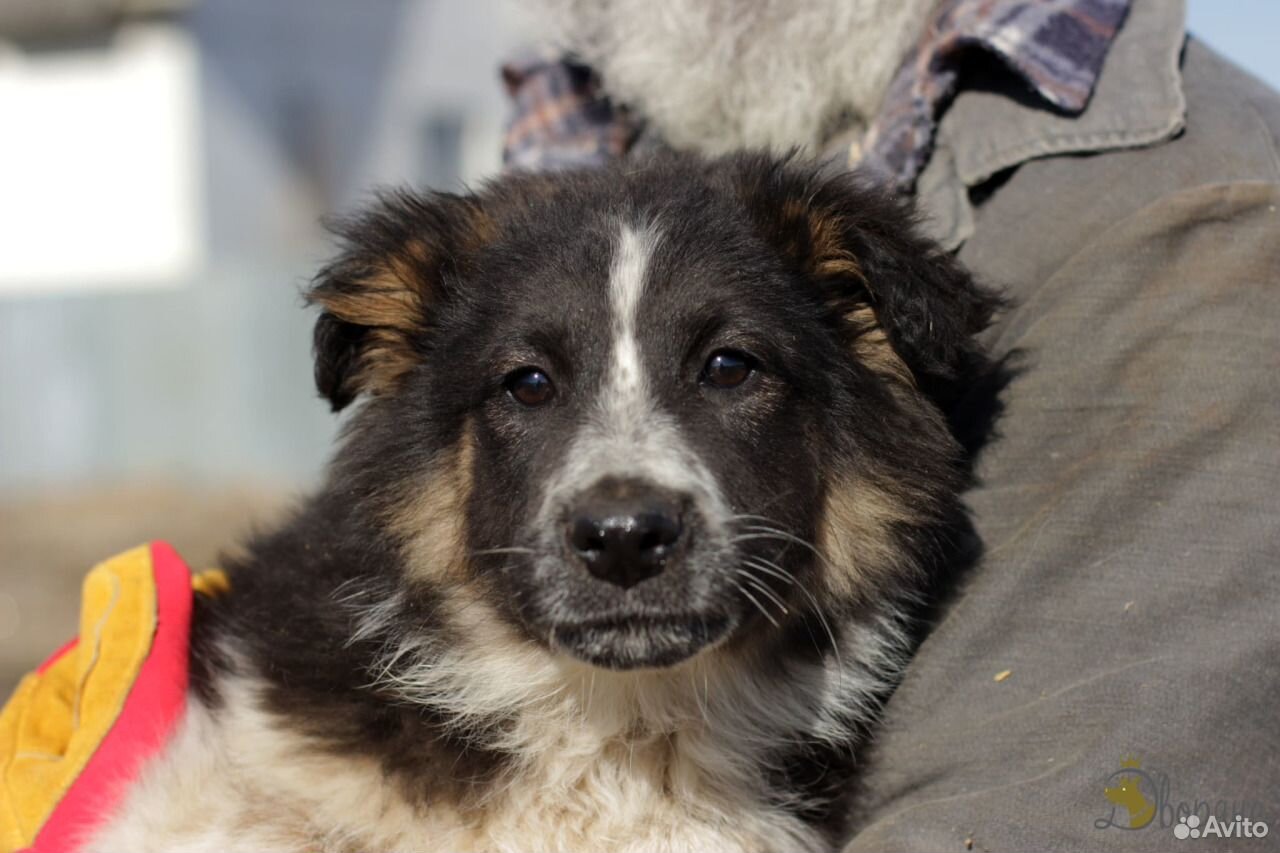 Щенок Гектар в поиске дома