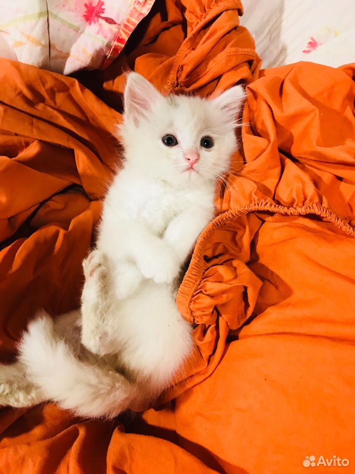 Классный котейка, полтора месяца