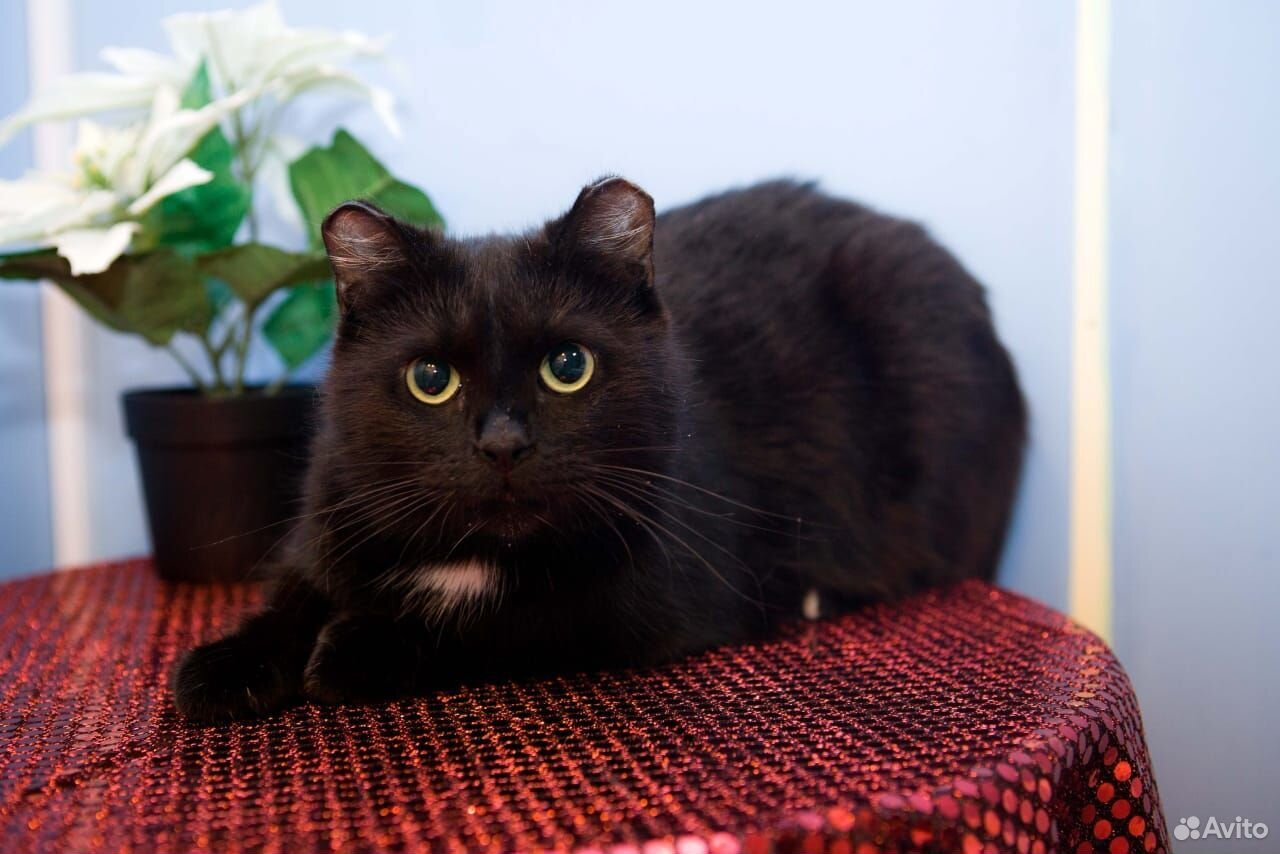 Метис британки черная пантера Машенька