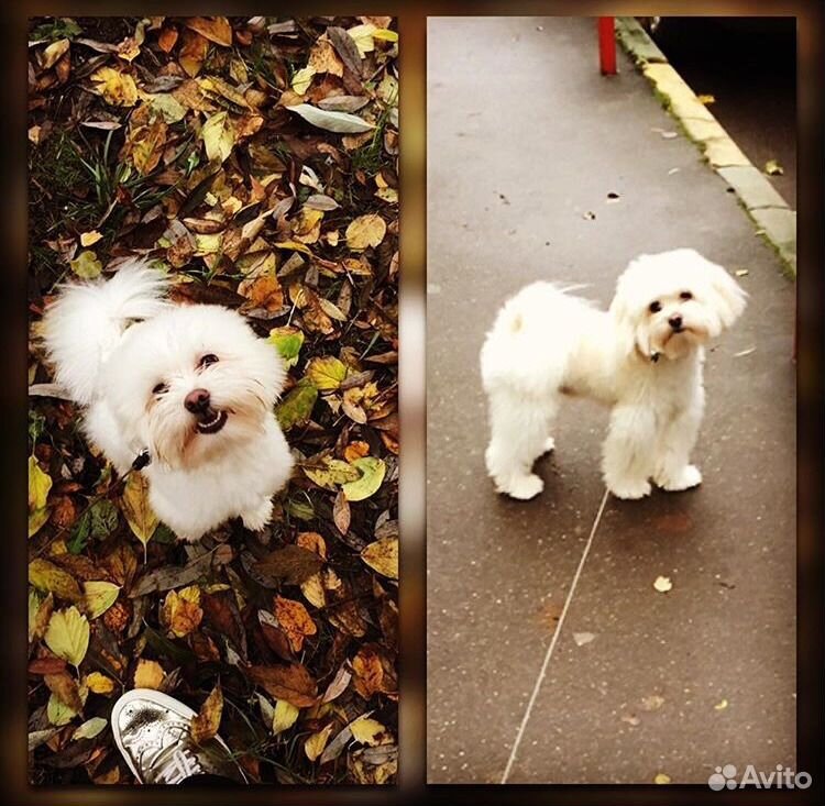 Собака Мальтезе