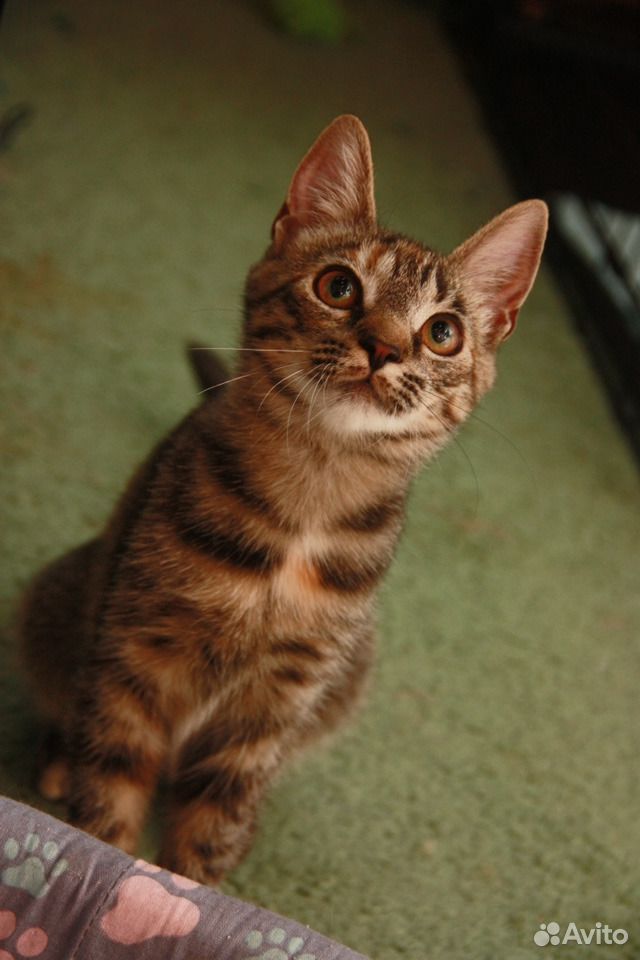 Маргоша 4 мес