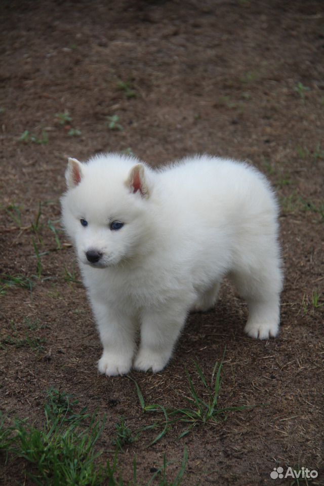 Хаски лапочка и лапульки