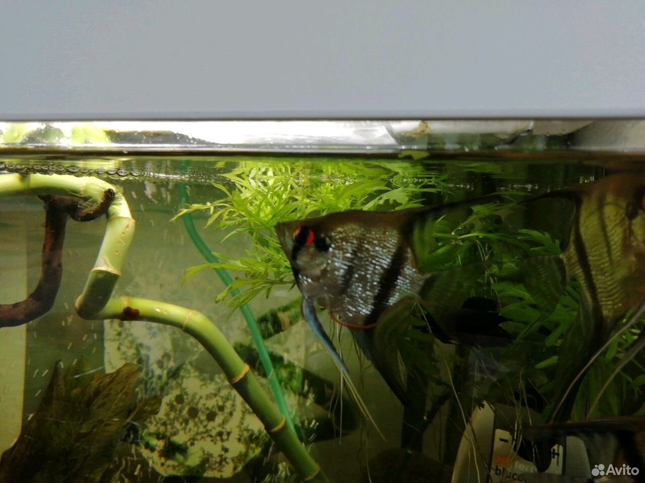 Скалярия полосатая