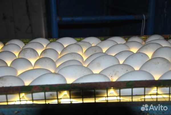 Инкубационное яйцо