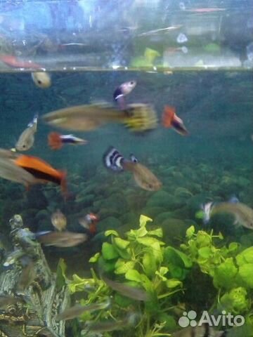 Ракушки Ампулярии, гуппи, тритон, черепаха