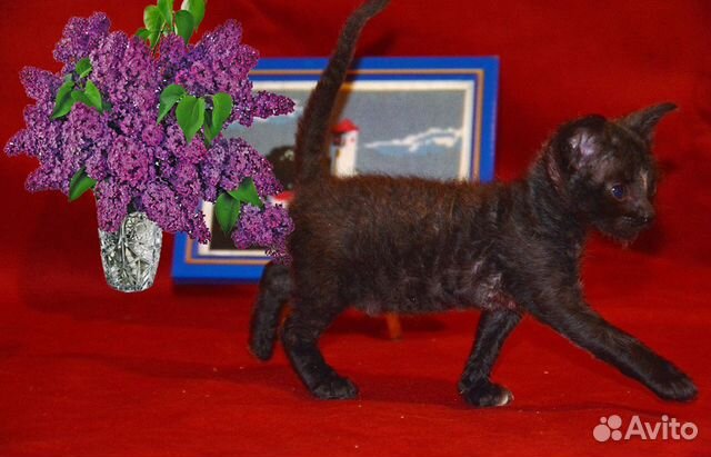 Цвета ночи мальчуган