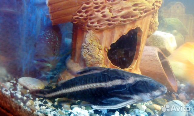 Поменяю рыбок на растения