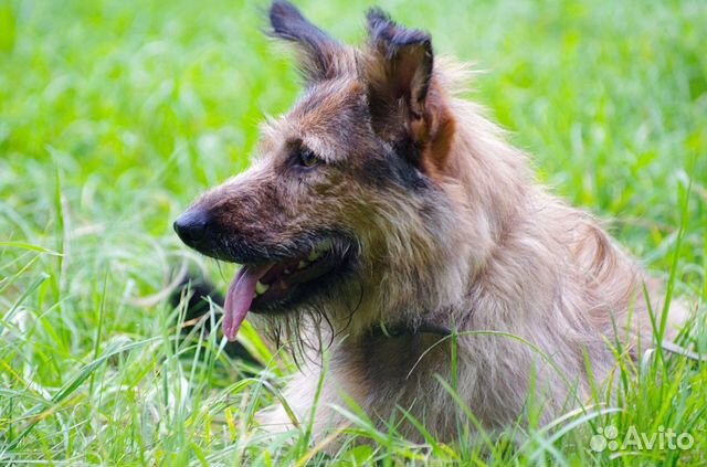 Девочка-бородатик в дар