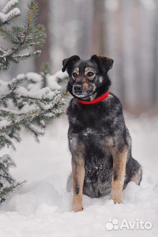 Некрупная собака Варя в дар
