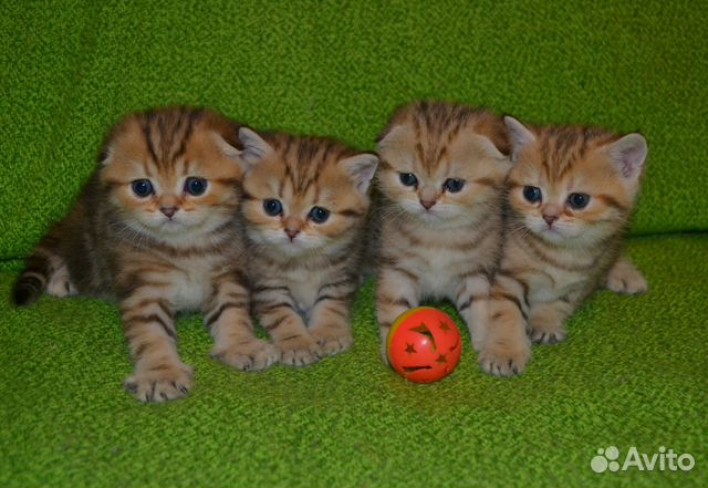Золотые котята