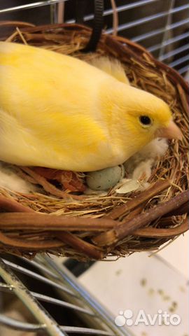 Птенцы Канарейки