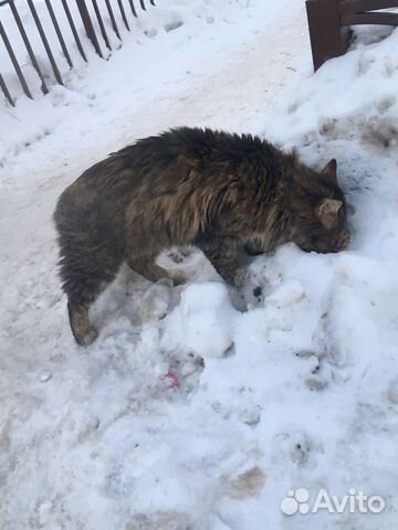 Умоляю заберите котика с улицы