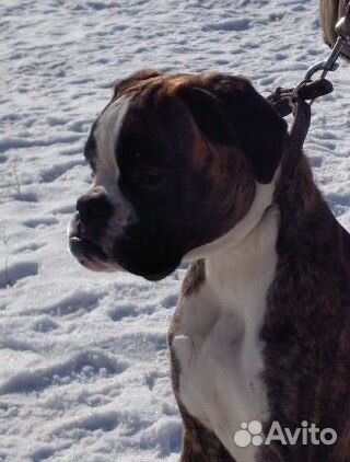 Тигровая боксерочка