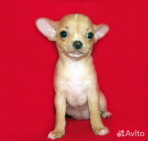 Нери, окрас нежно-палевый (золотистый абрикос)