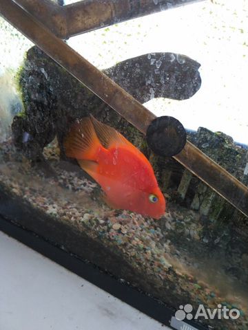 Рыбки попугаи