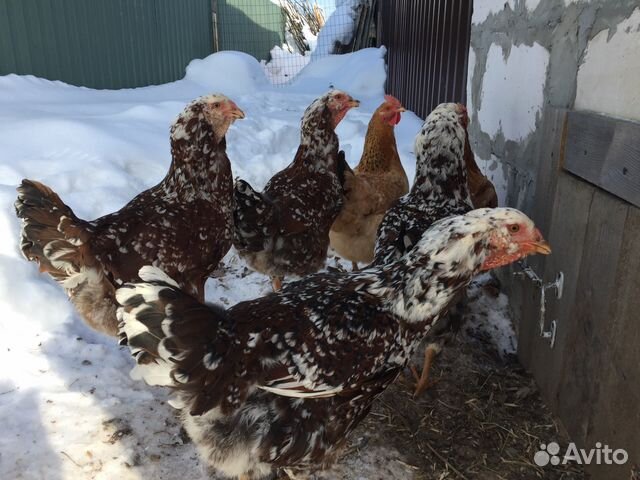 Куры Орловские