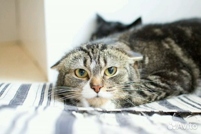 В добрые руки кошечка Марина