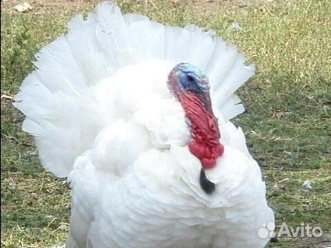 Индюшата,цыплята