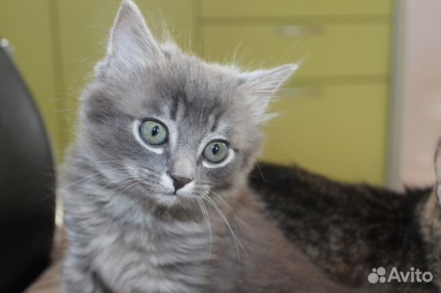 Отдам котика родители отличные крысоловы