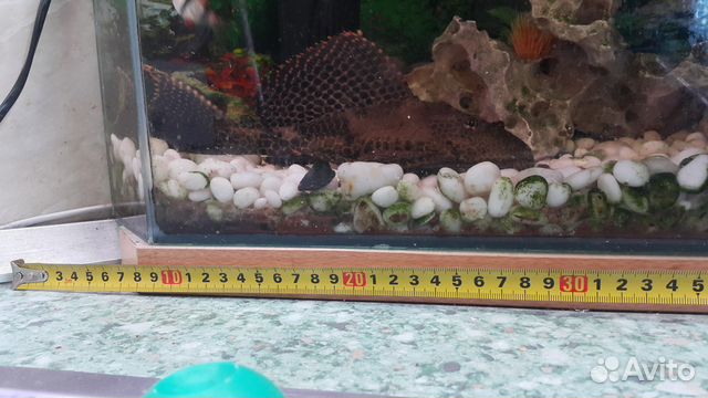 Большой сом парчовый глиптоперихт обмен