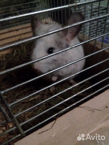 Продам шиншилу