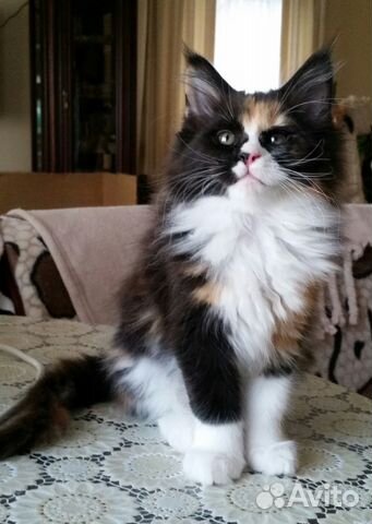 Черепашка- Очаровашка