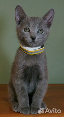 Котёнок породы Русская голубая
