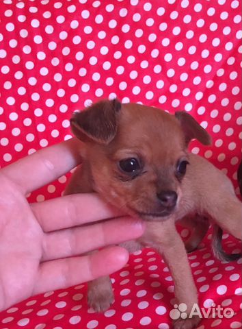 Крошечное счастье