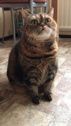 Кошка. Перс экзот