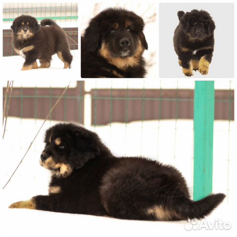 Тибетский мастиф щеночки