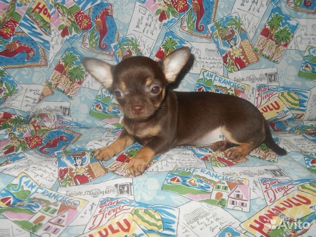 Чишки зайчишки