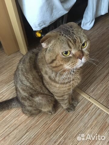 Шотландский котик (отдадим)