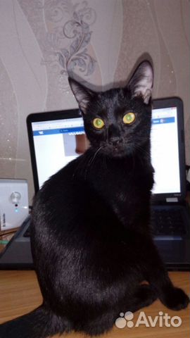 Котик в добрые руки