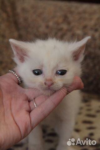 Котенок в дар