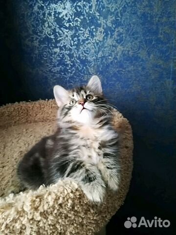Замечательный котёнок- курилёнок