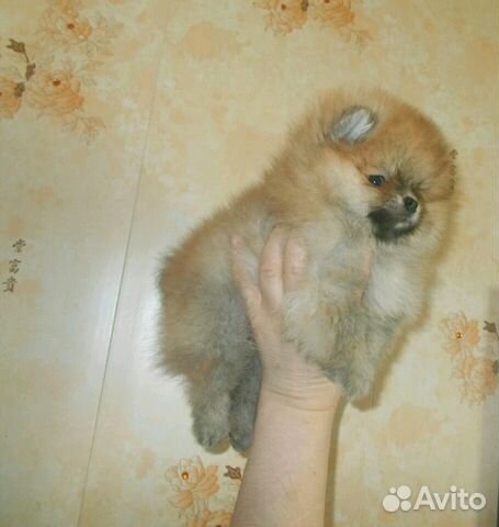 Рыженькая девочка