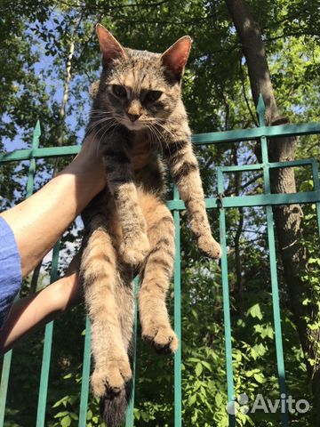 Малютка ищет дом