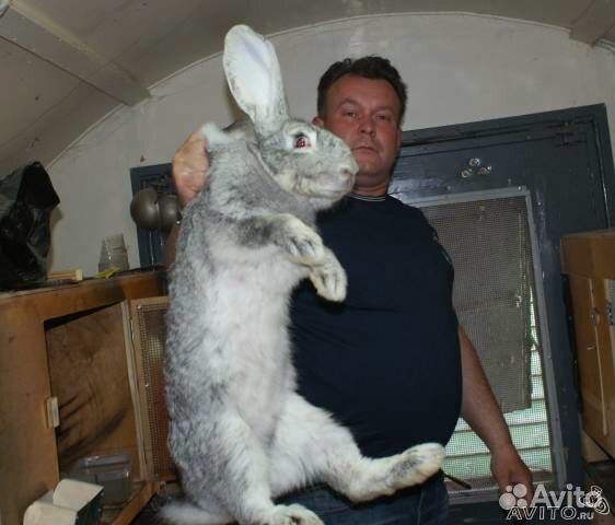 Кролики великаны мясных пород