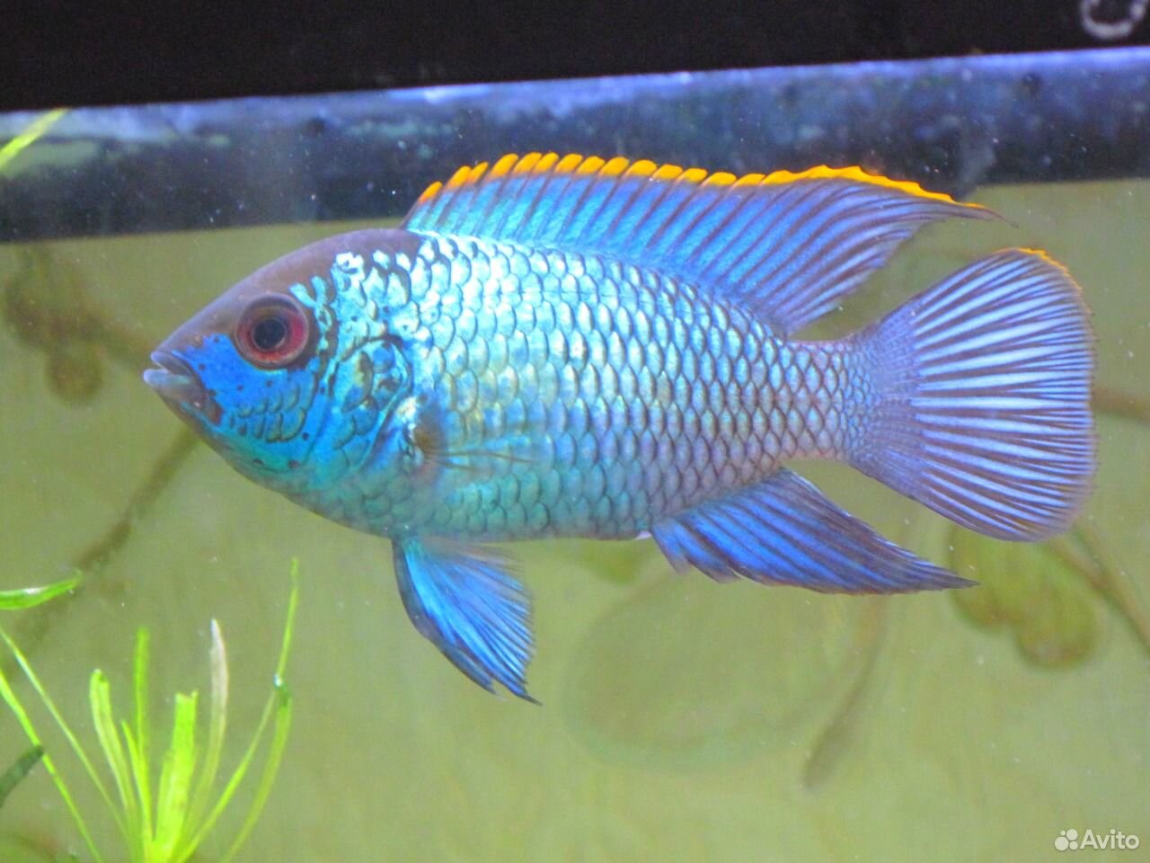 Наноакара синий перламутр, скалярии гуппи алунокар